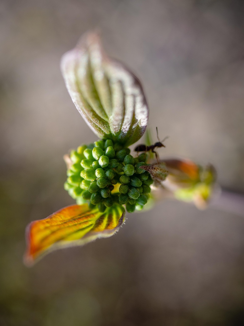Feuilles Le Printemps Tendre - Photo gratuite sur Pixabay - Pixabay