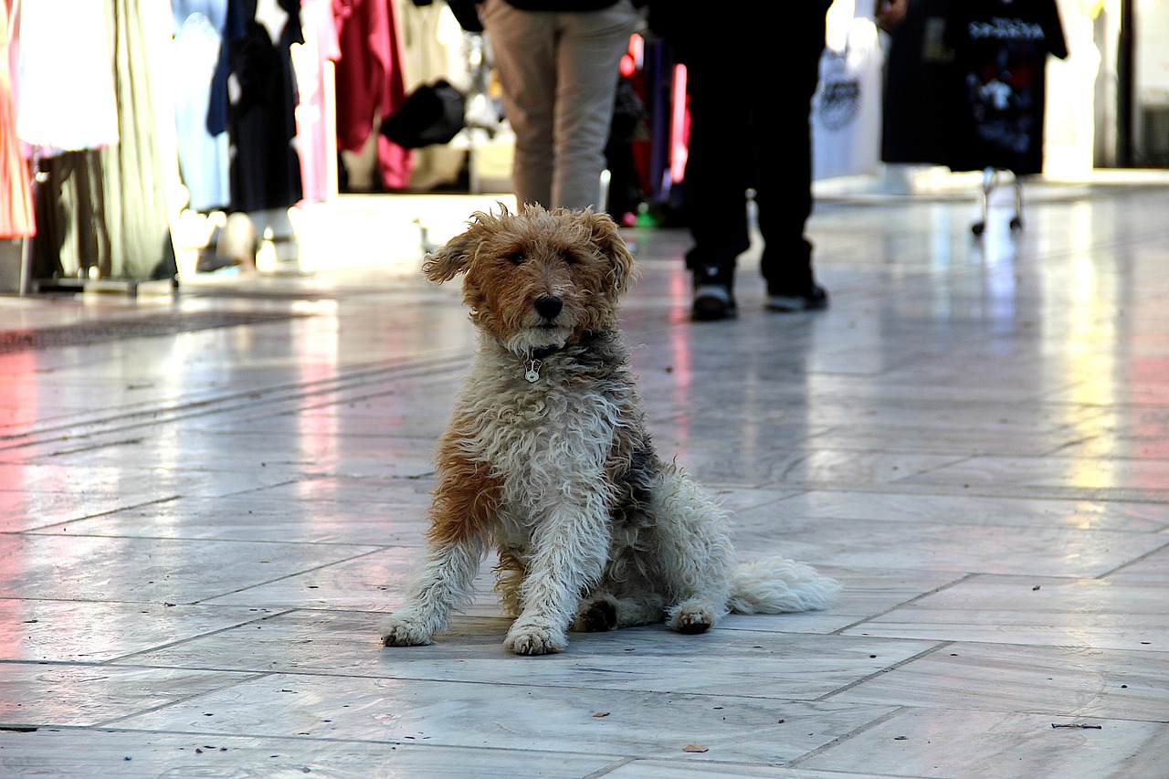 Street Dog - Free photo on Pixabay - Pixabay