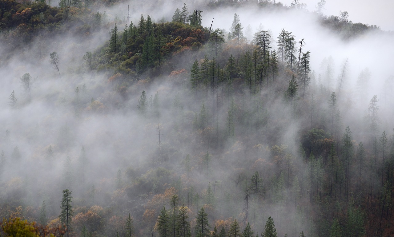 Washington Redwoods Fog - Free photo on Pixabay