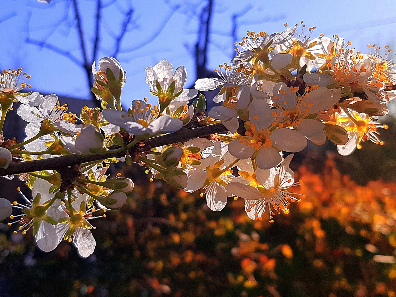 Flower Spring Flora - Free photo on Pixabay - Pixabay
