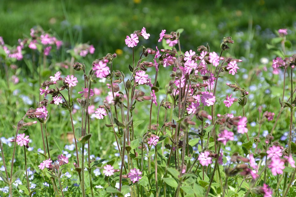 Prairie Fleurs Sauvages - Photo gratuite sur Pixabay - Pixabay