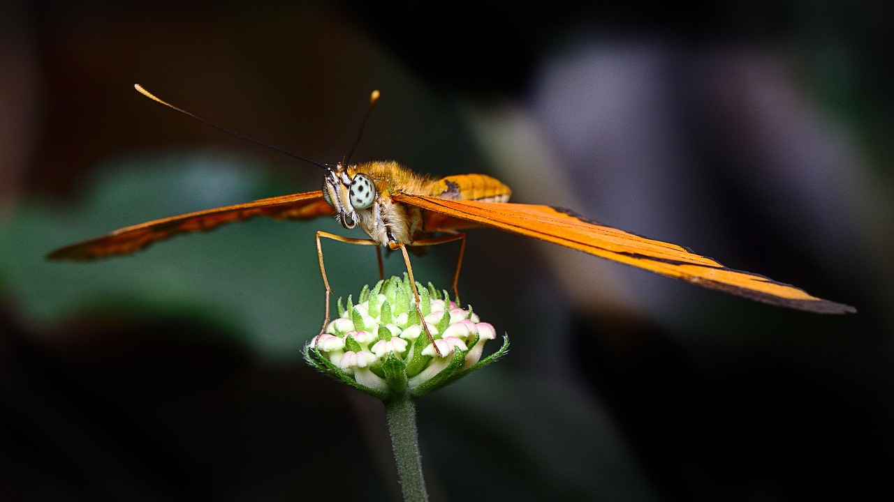 Butterfly Close Up Insect - Free photo on Pixabay - Pixabay