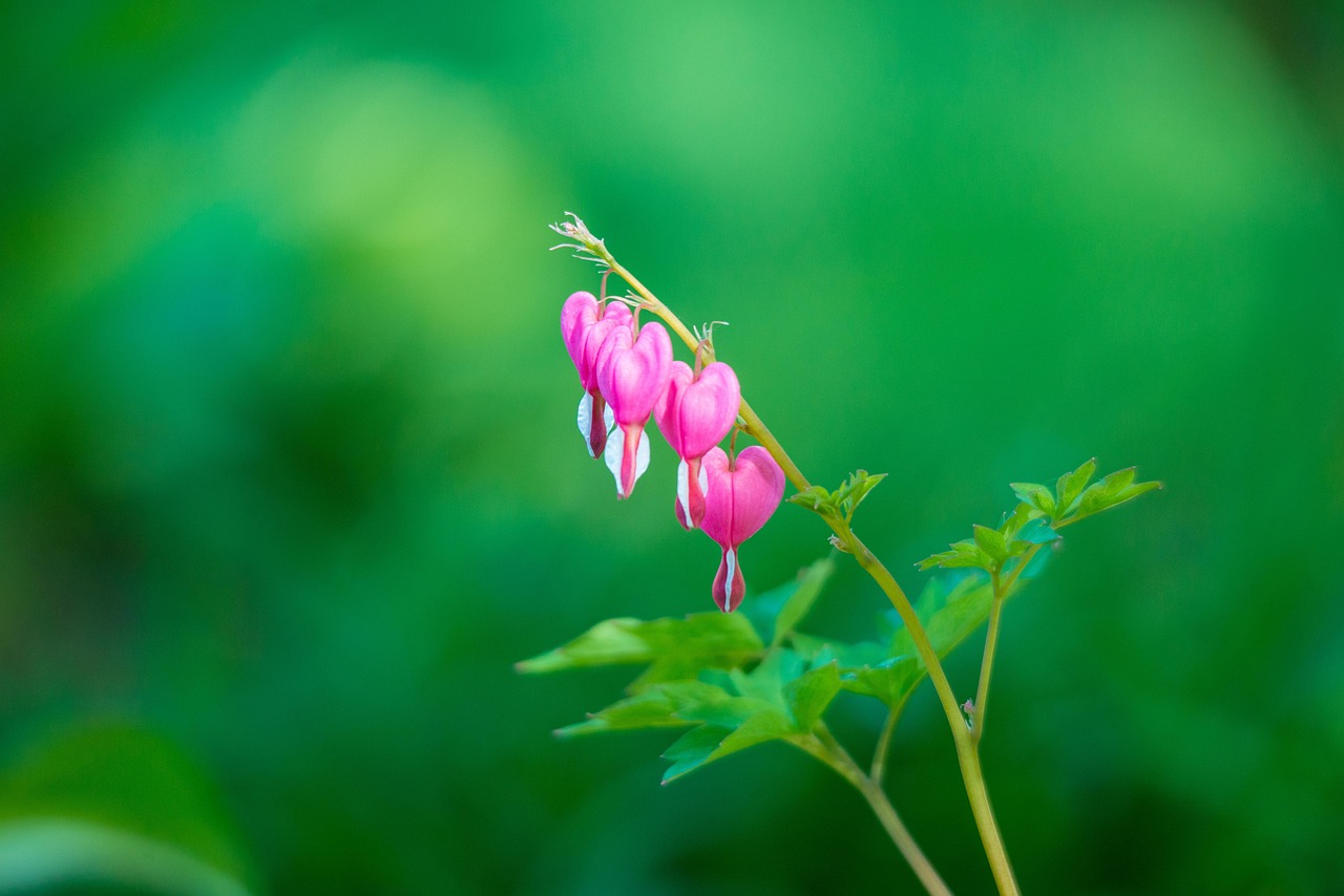 Perdarahan Jantung Bunga-Bunga - Foto gratis di Pixabay - Pixabay