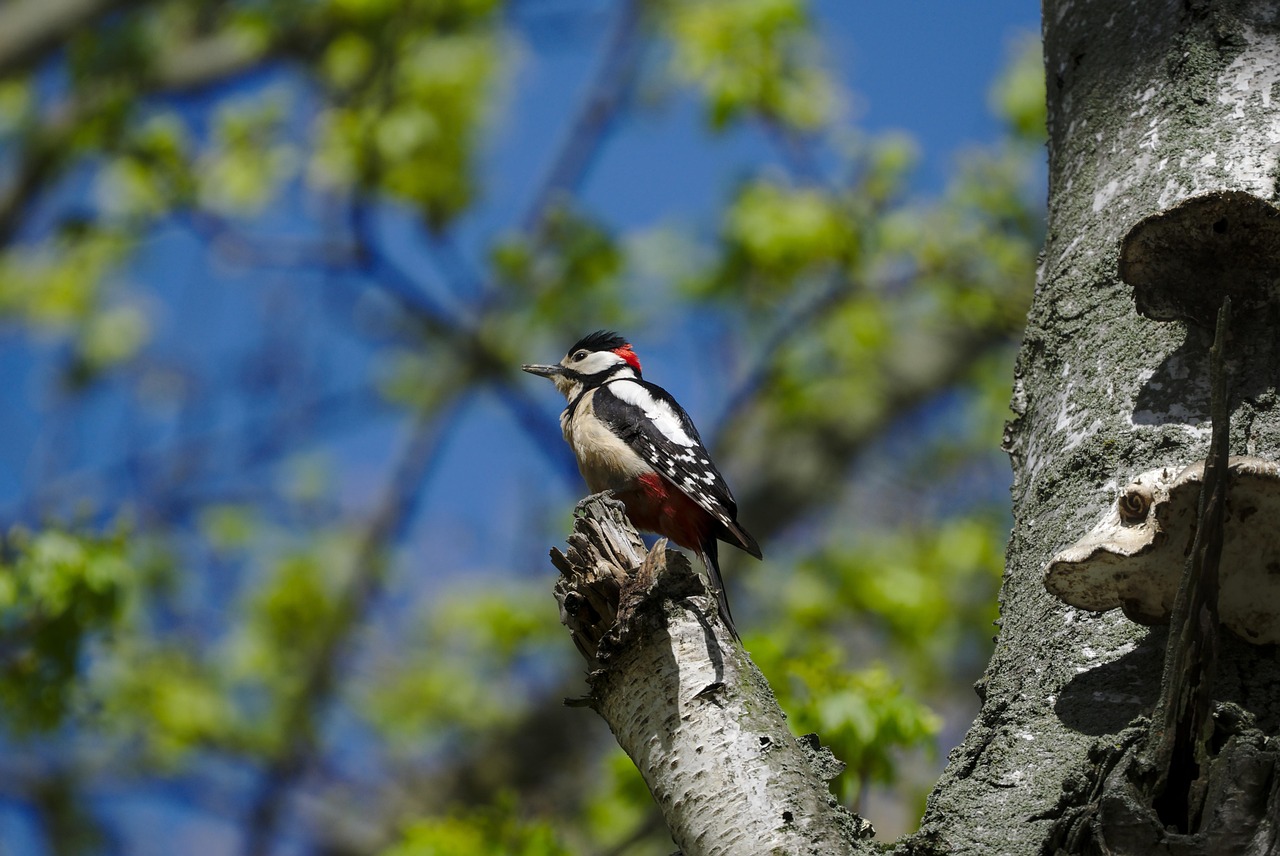 Grote Bonte Specht De - Gratis foto op Pixabay - Pixabay
