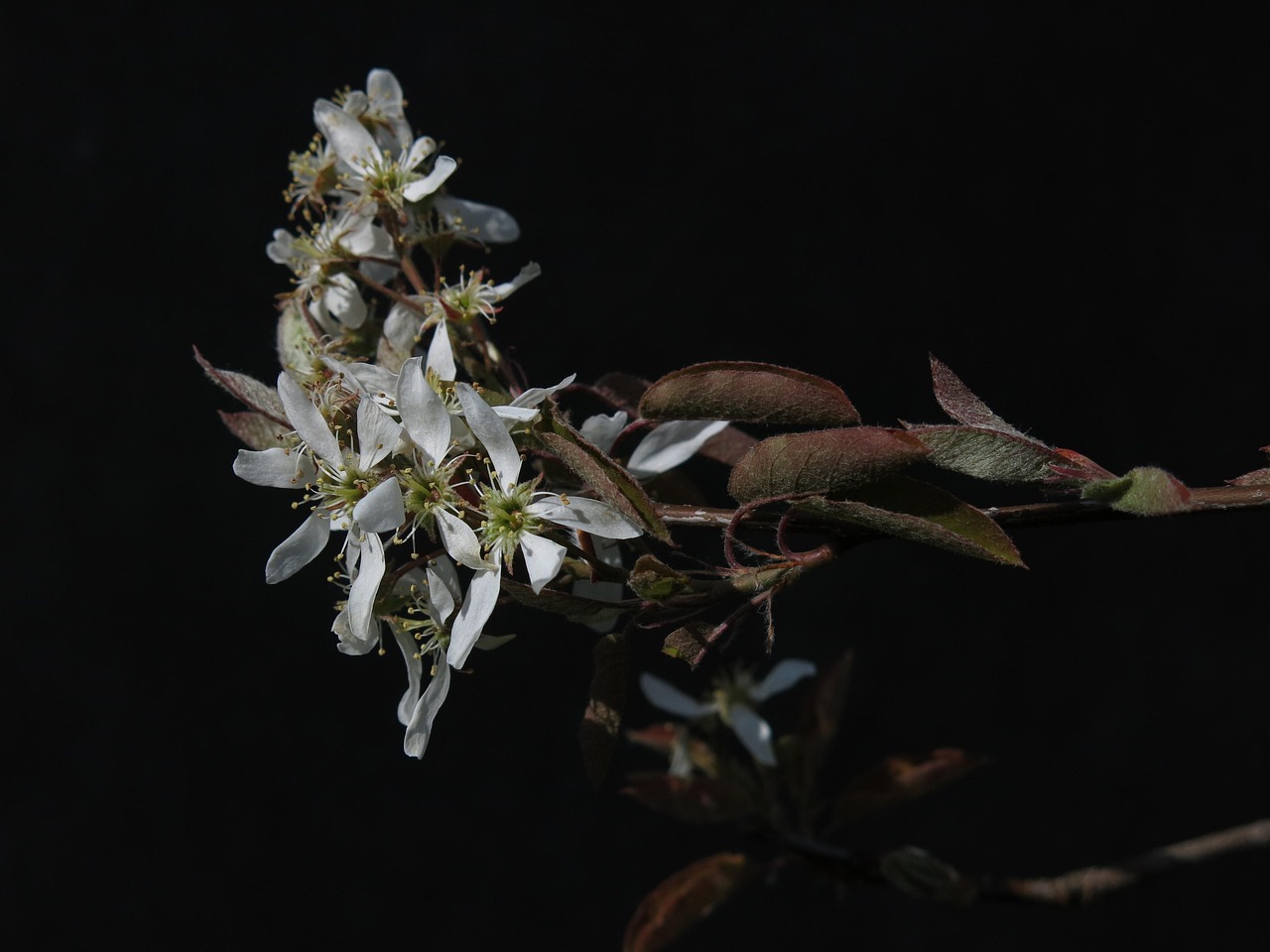 Rock Pear Blossoms White Year'S - Free photo on Pixabay - Pixabay