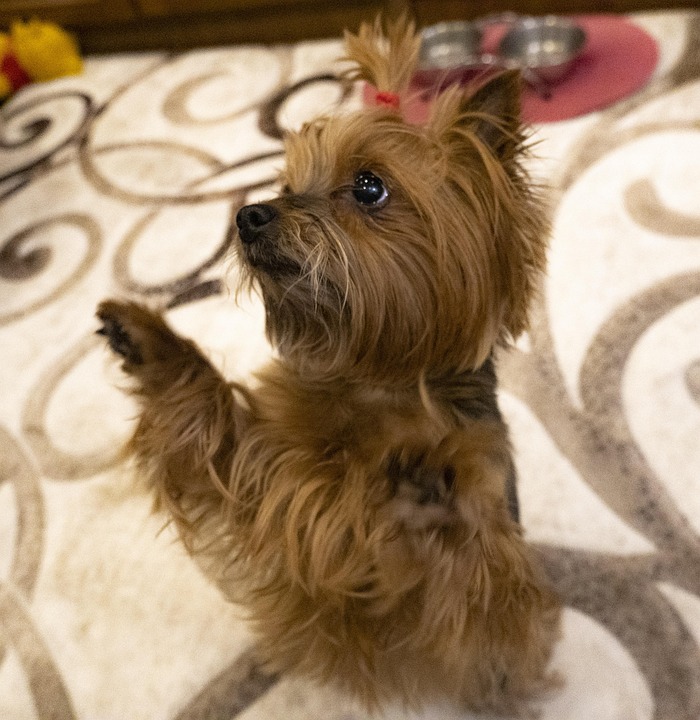 Yorki Yorkshire Terrier - Photo gratuite sur Pixabay - Pixabay