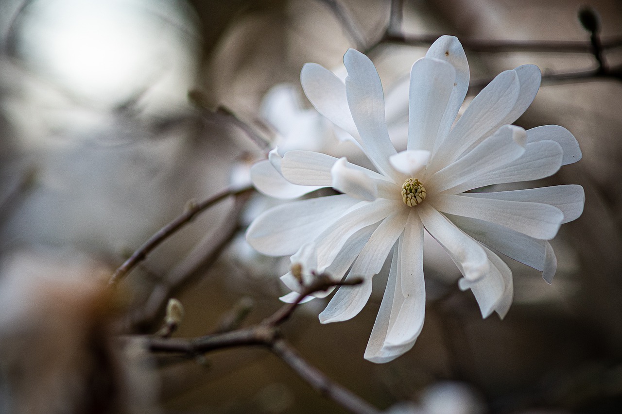 Magnolia Ster - Gratis foto op Pixabay - Pixabay