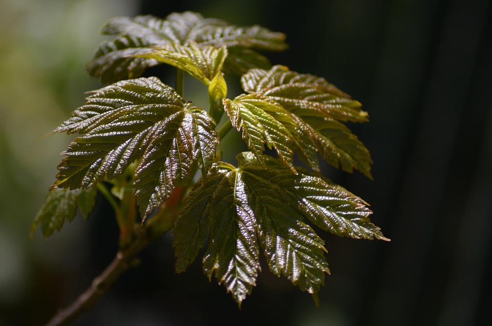 Leaf Maple Walk In The Park Hammer - Free photo on Pixabay - Pixabay