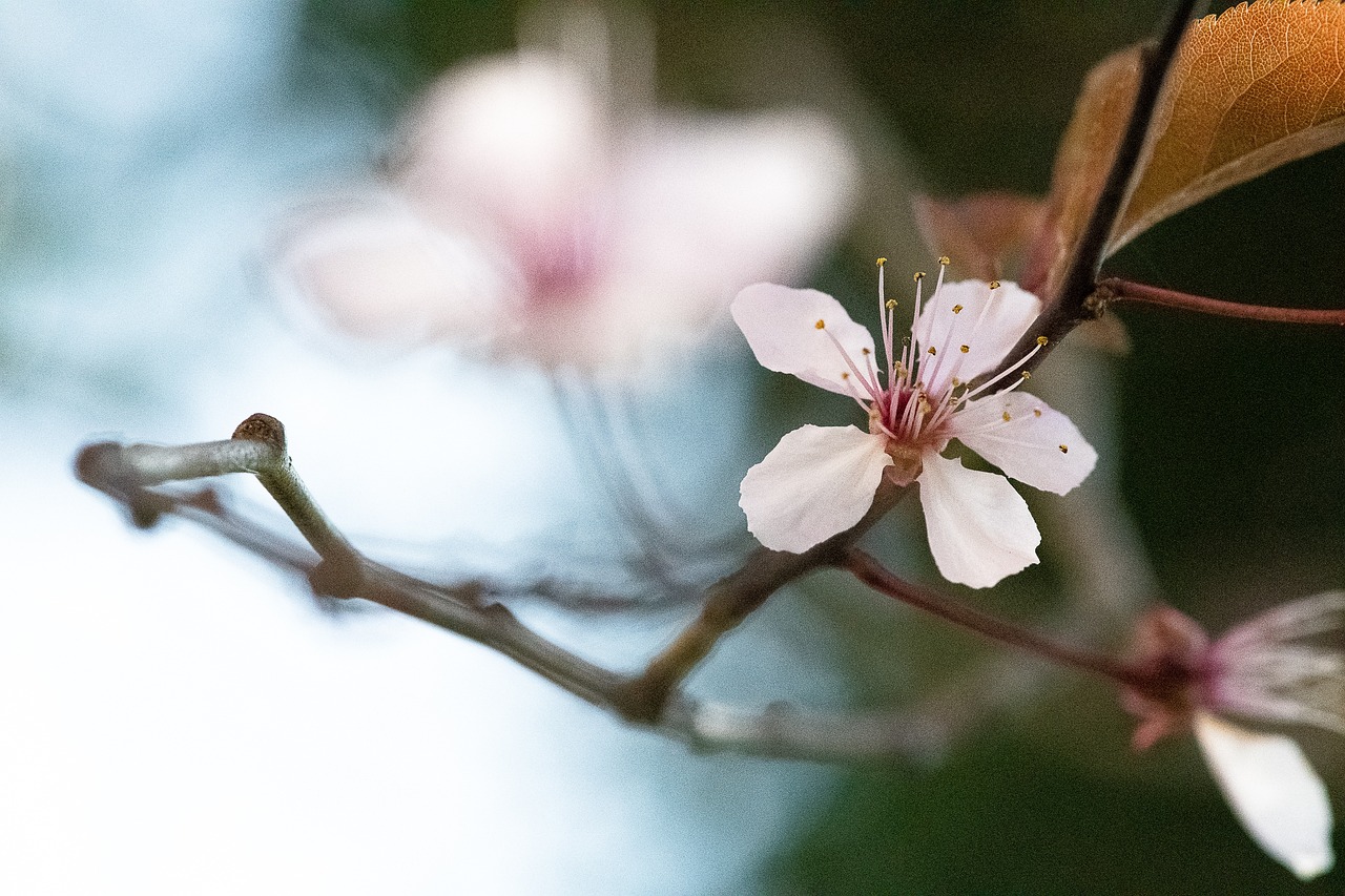 400,000+ Free Close Up Of Cherries On Tree & Cherry Blossom Images ...