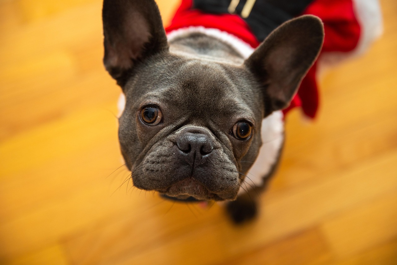 Bouledogue Français Chien Animal - Photo gratuite sur Pixabay - Pixabay