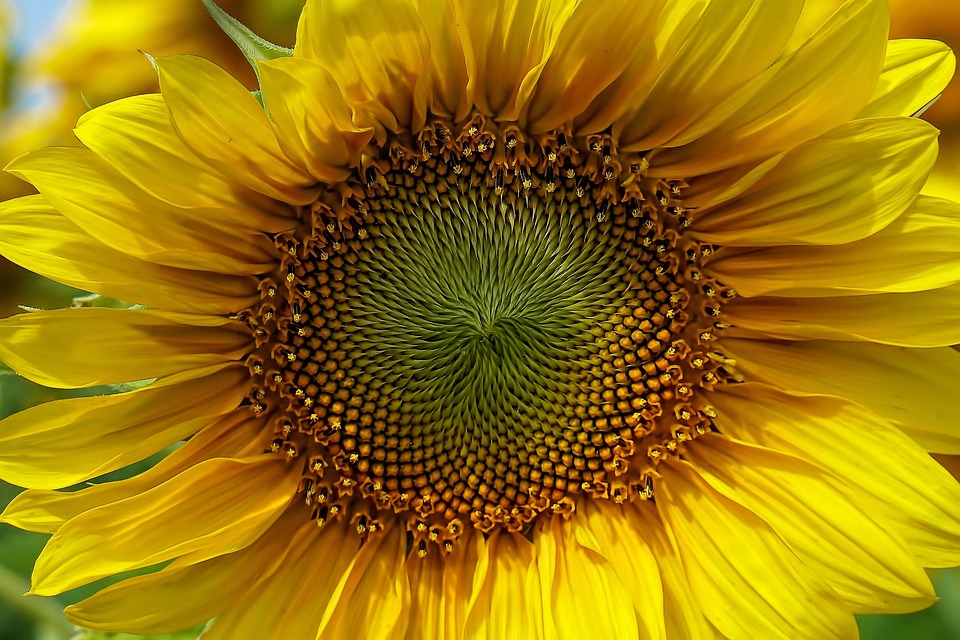 Sunflower Flower Macro - Free photo on Pixabay - Pixabay