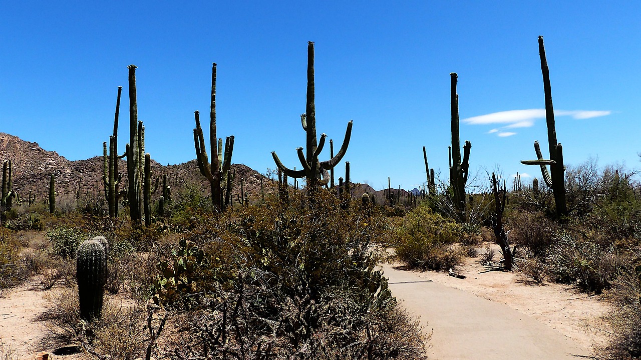 100+ Free Saguaro Cactus & Saguaro Images - Pixabay