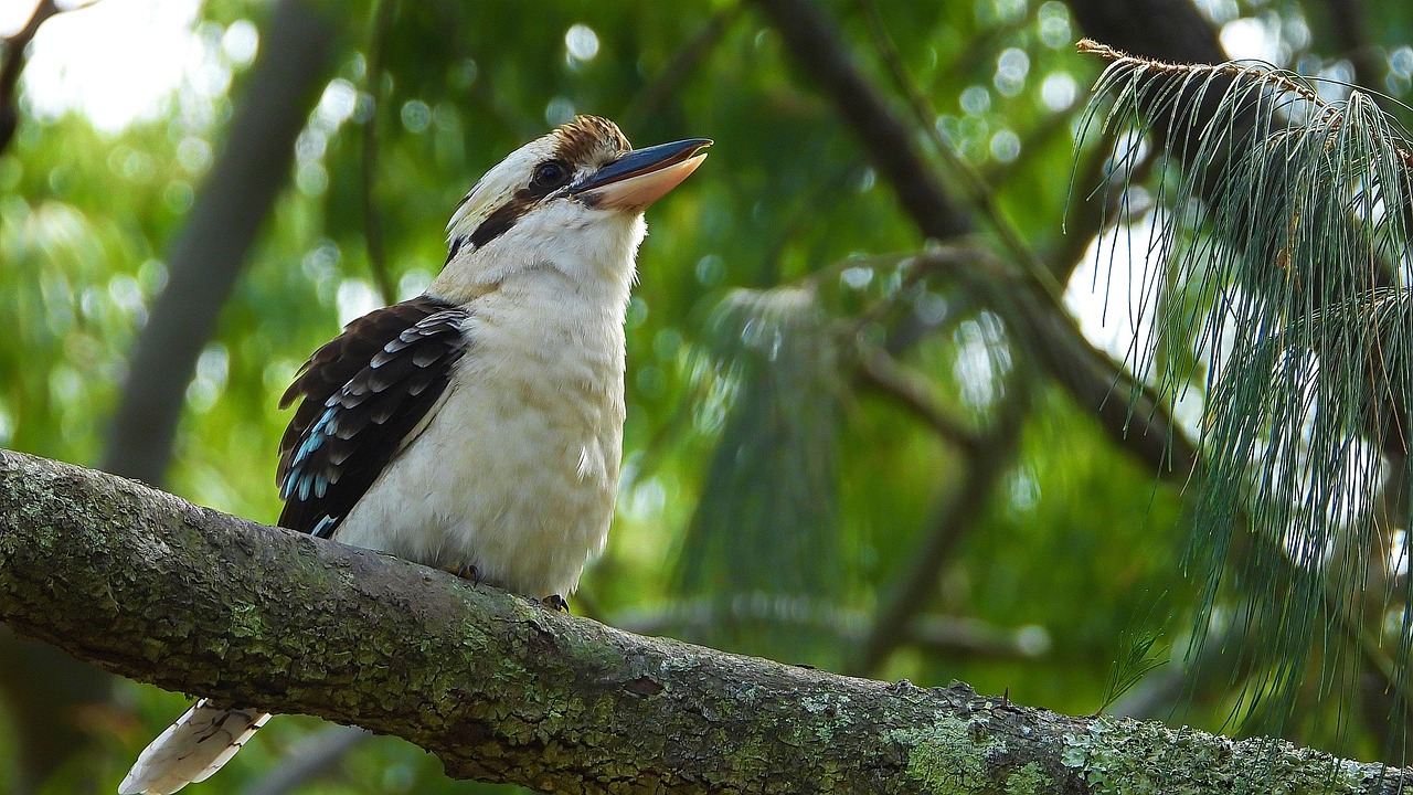 200+ Free Kookaburra & Bird Images - Pixabay