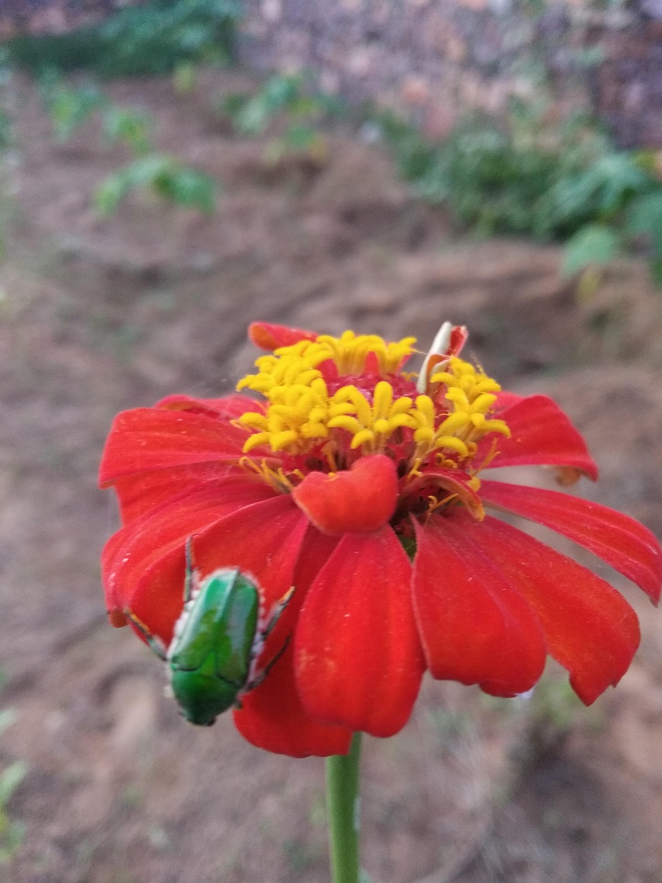 Gajra Flower Worm On The - Free photo on Pixabay - Pixabay