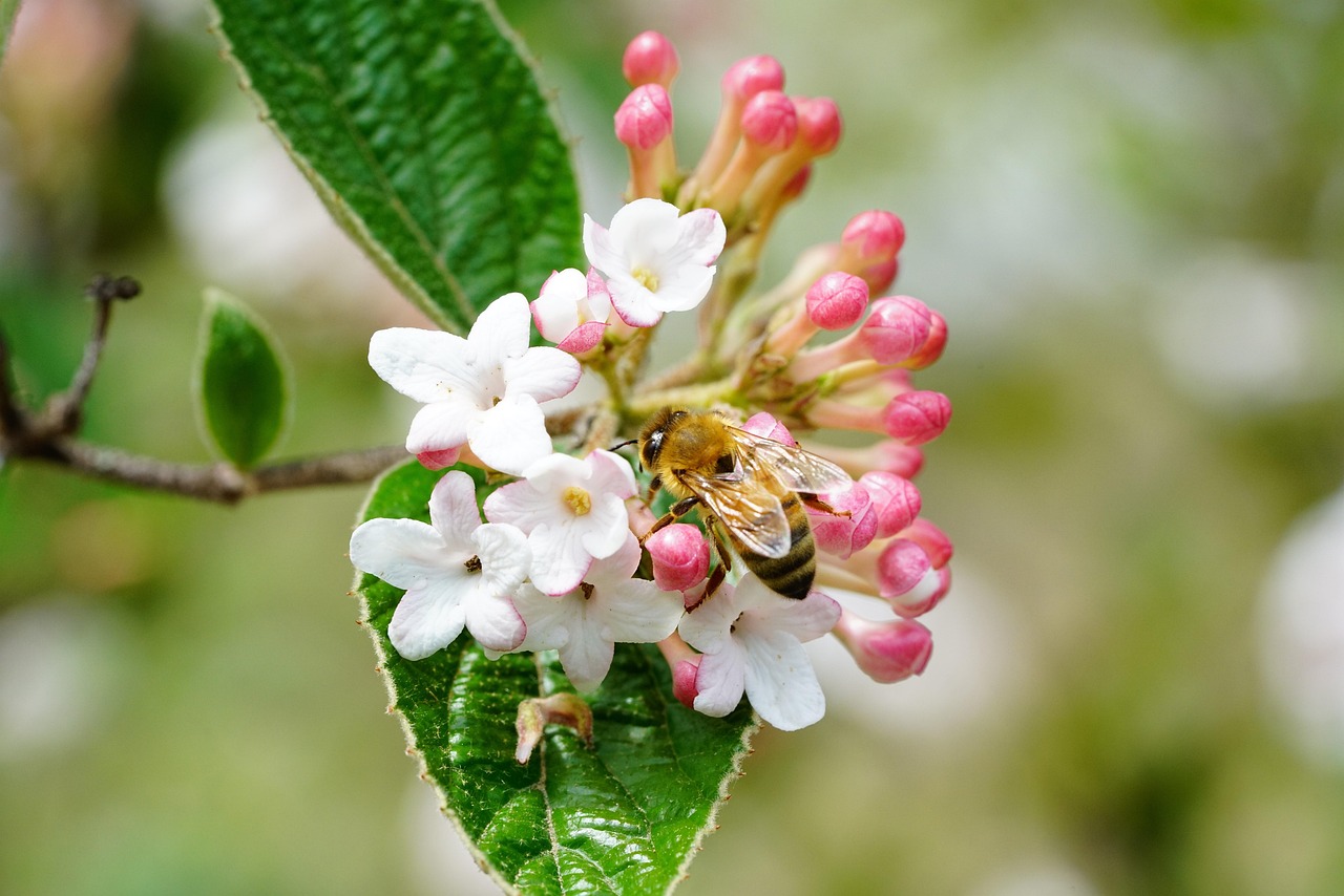 50+ Free Turip & Spring Images - Pixabay