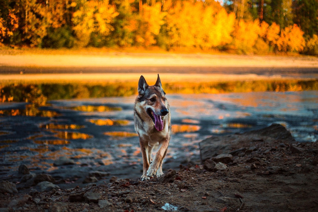 100+ Free Werewolf Wolfs & Werewolf Images - Pixabay