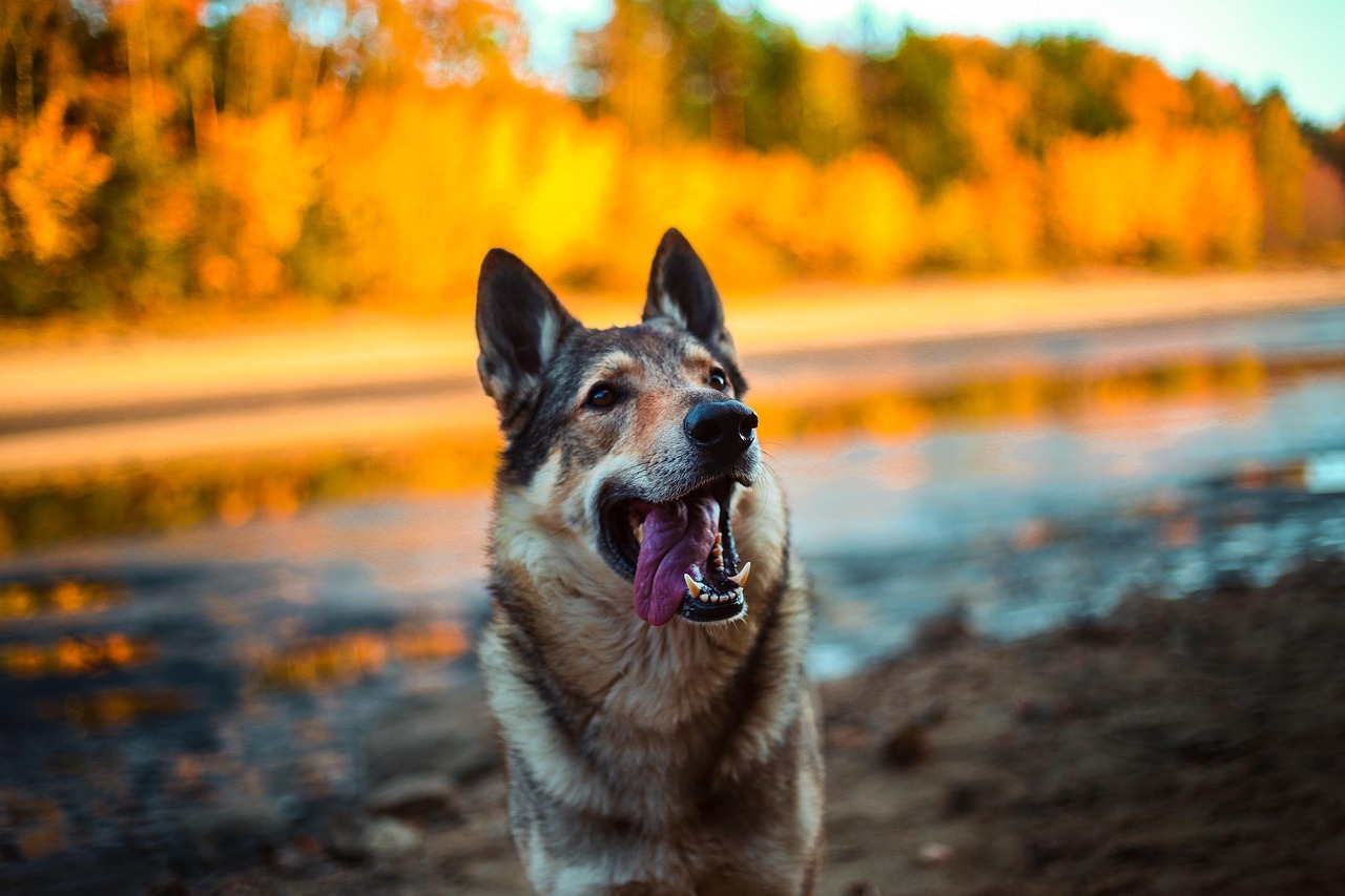 100+ Free Werewolf Wolfs & Werewolf Images - Pixabay