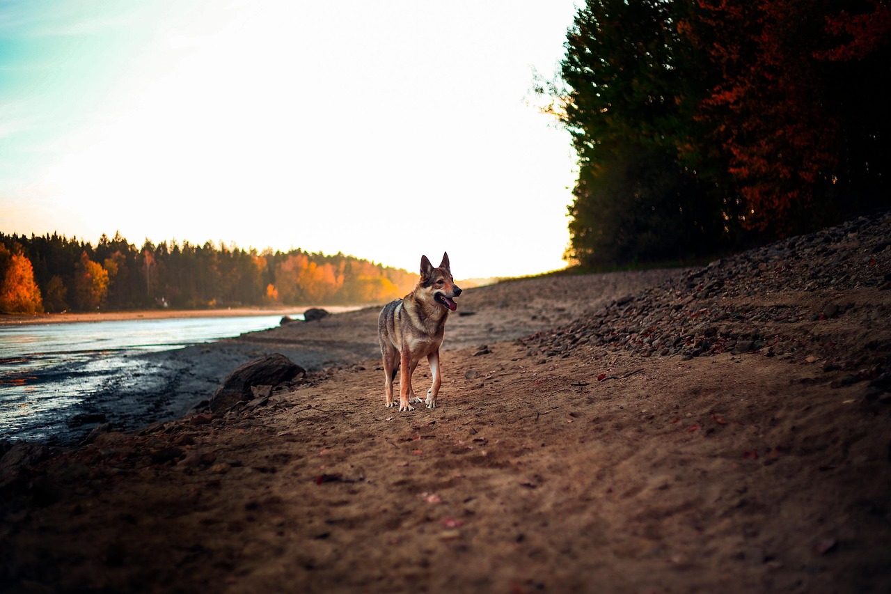 100+ Free Werewolf Wolfs & Werewolf Images - Pixabay