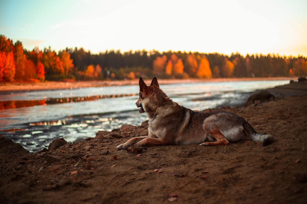 100+ Free Werewolf Wolfs & Werewolf Images - Pixabay
