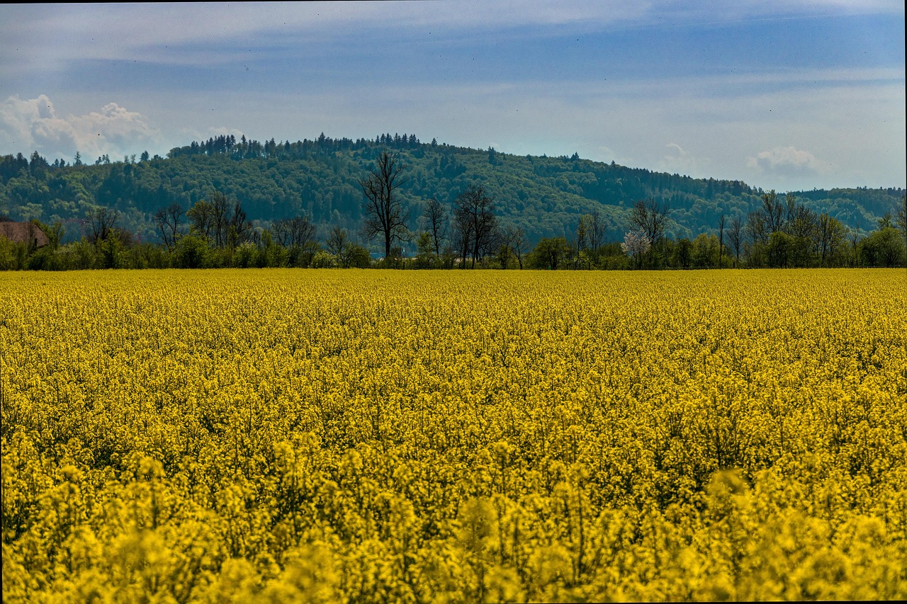 Řepka Pole Řepky - Fotografie zdarma na Pixabay - Pixabay