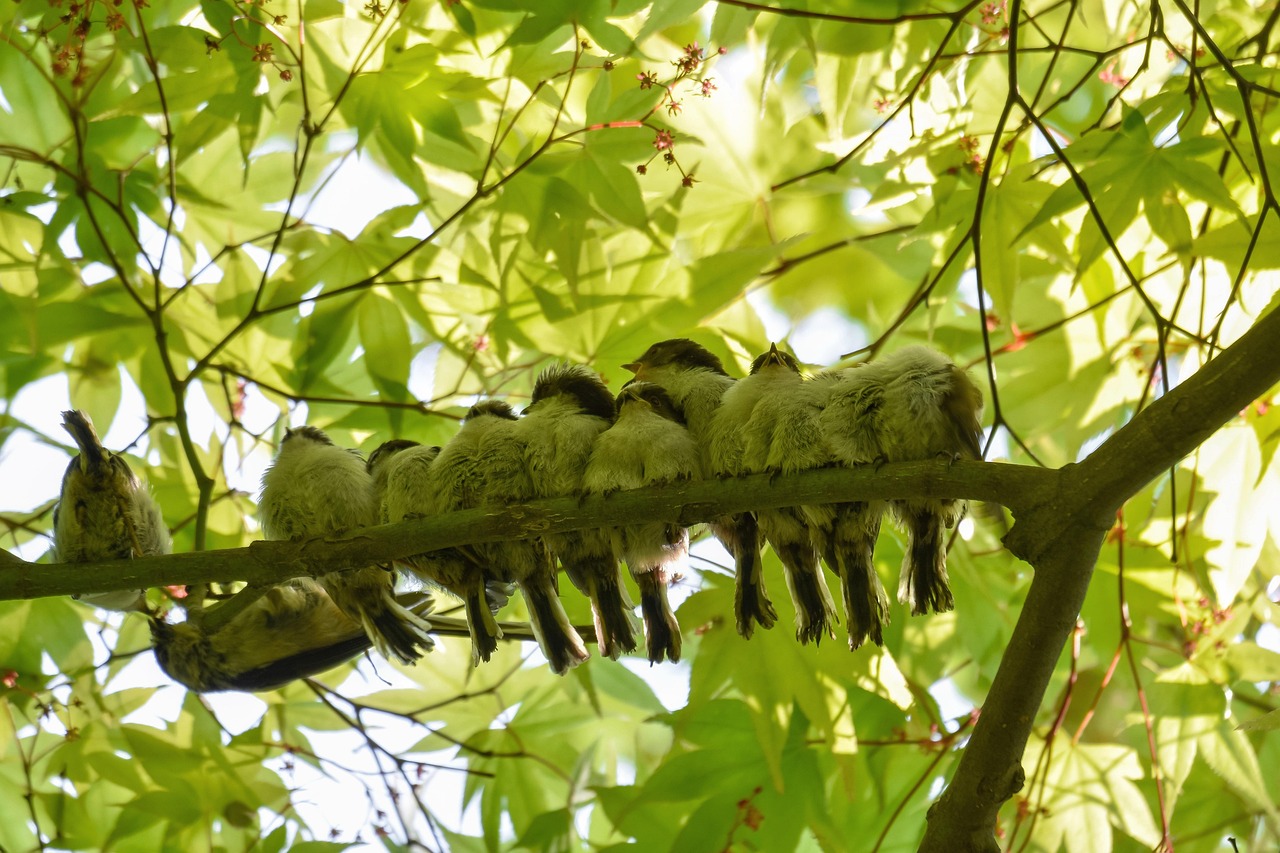 Animal Forest Wood - Free photo on Pixabay - Pixabay