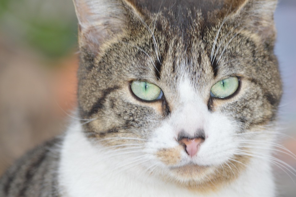 Kucing Potret Mata - Foto gratis di Pixabay - Pixabay