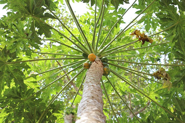 Papaye Kerala Vert - Photo gratuite sur Pixabay - Pixabay