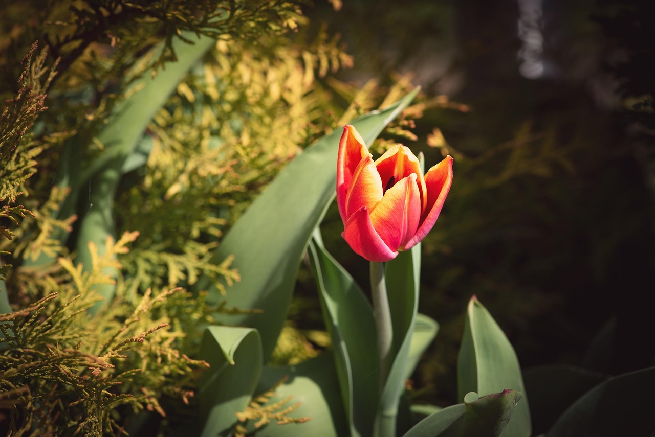 Flor Tulipa Jardim - Foto gratuita no Pixabay - Pixabay