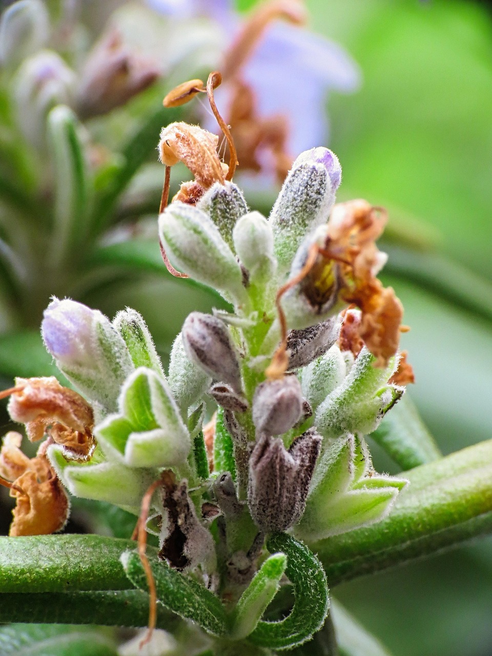 Rosemary Aroma Rempah-Rempah - Foto gratis di Pixabay - Pixabay