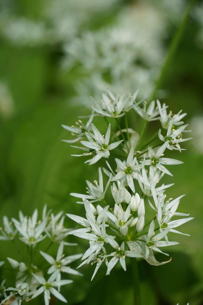 Wild Garlic Plants - Free photo on Pixabay
