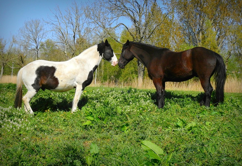 Horse Animal Mammal - Free photo on Pixabay - Pixabay