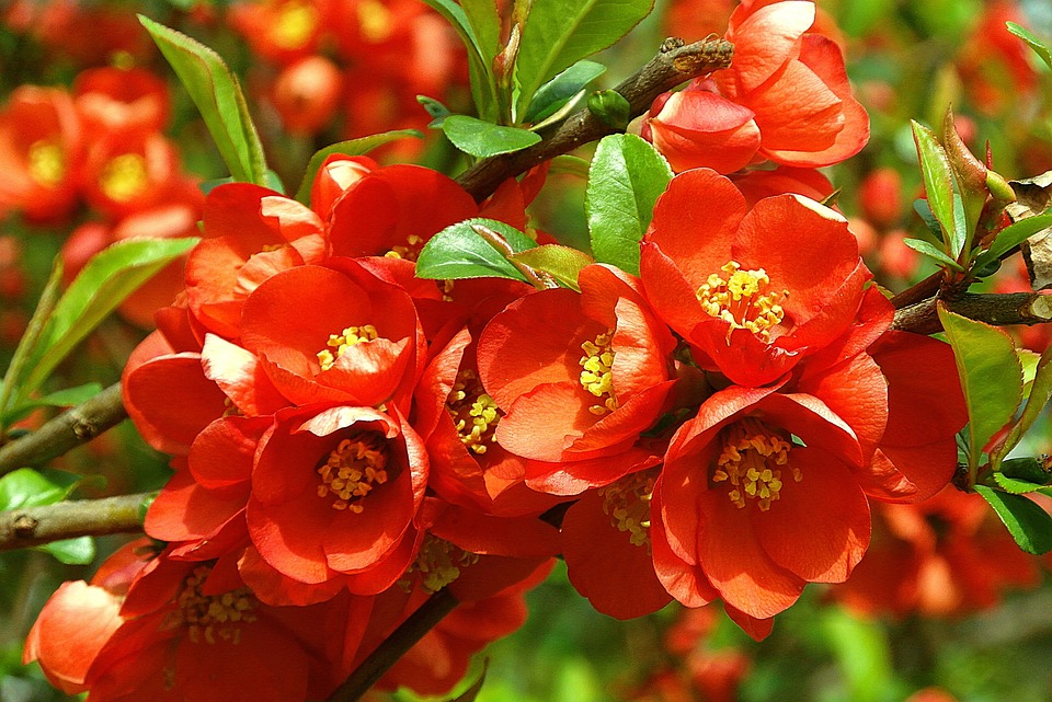 Flowers Quince Red Nature - Free photo on Pixabay