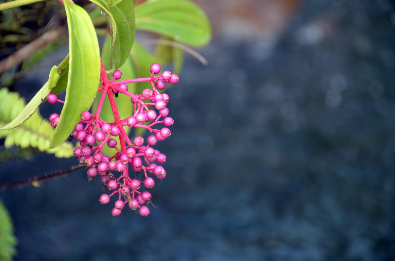 Bourgeon Fleur Magnifique - Photo gratuite sur Pixabay - Pixabay