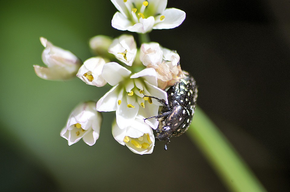 Beetle Insect Nature Free Photo On Pixabay