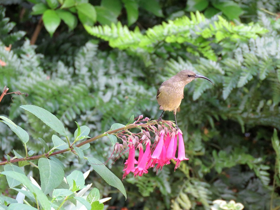 Bird Birdlife Life - Free photo on Pixabay