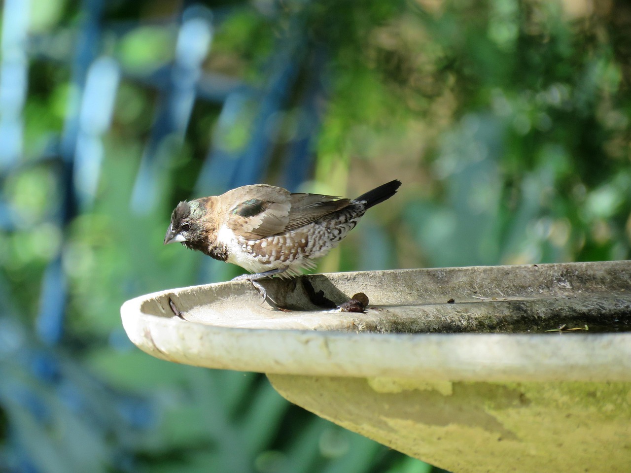Pájaro Avifauna Vida De Las Aves - Foto gratis en Pixabay