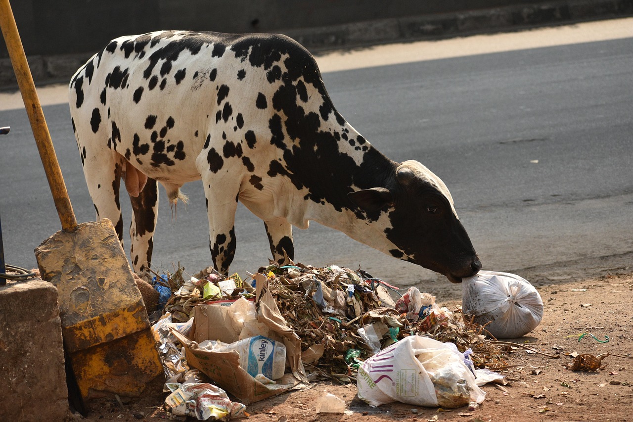 Animal Crisis Cow Animals Eating - Free photo on Pixabay - Pixabay