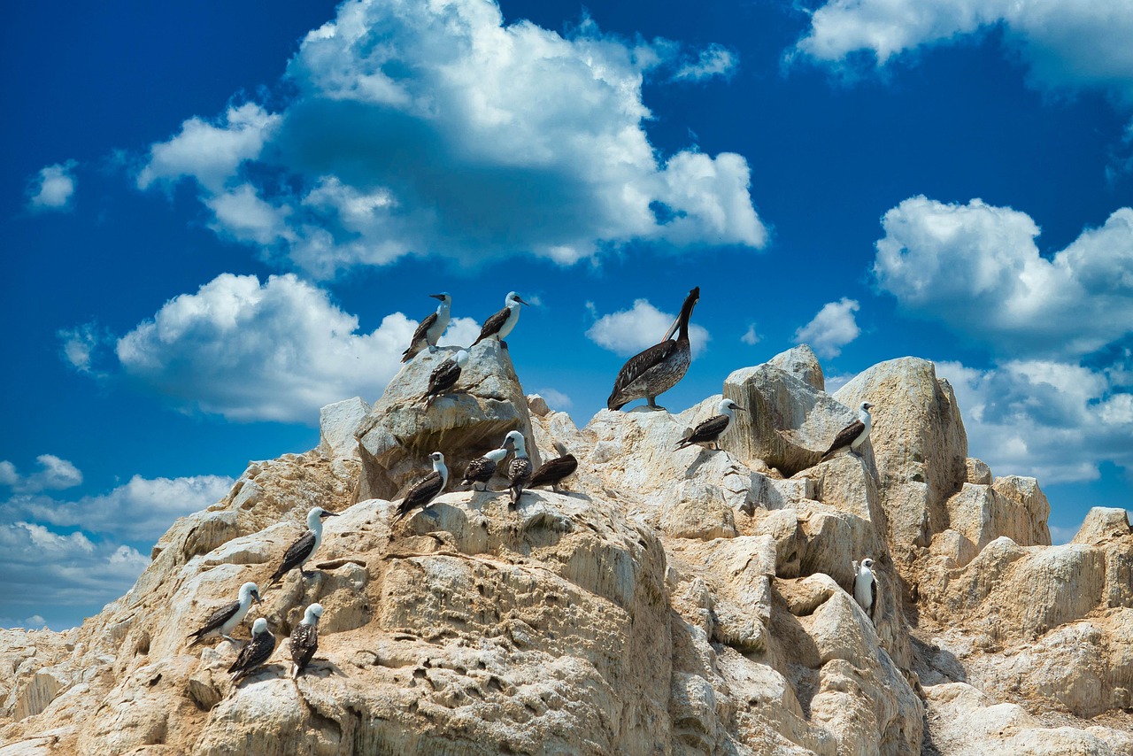 Islas Ballestas Perú - Foto gratis en Pixabay - Pixabay