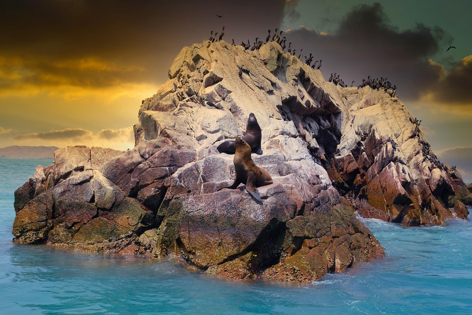 Ballestas Islands Peru - Free photo on Pixabay - Pixabay