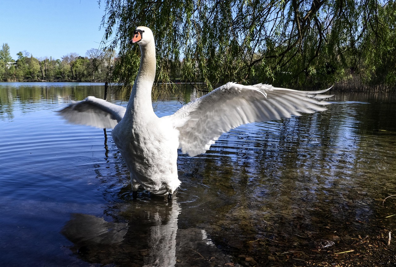 Swan Water Bird Wing - Free photo on Pixabay - Pixabay