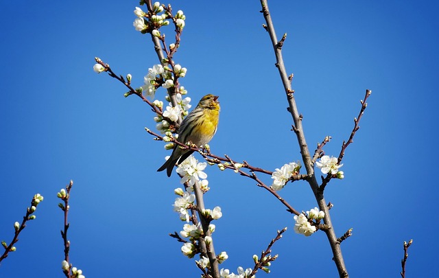 Songbird Blossoms Spring - Free photo on Pixabay