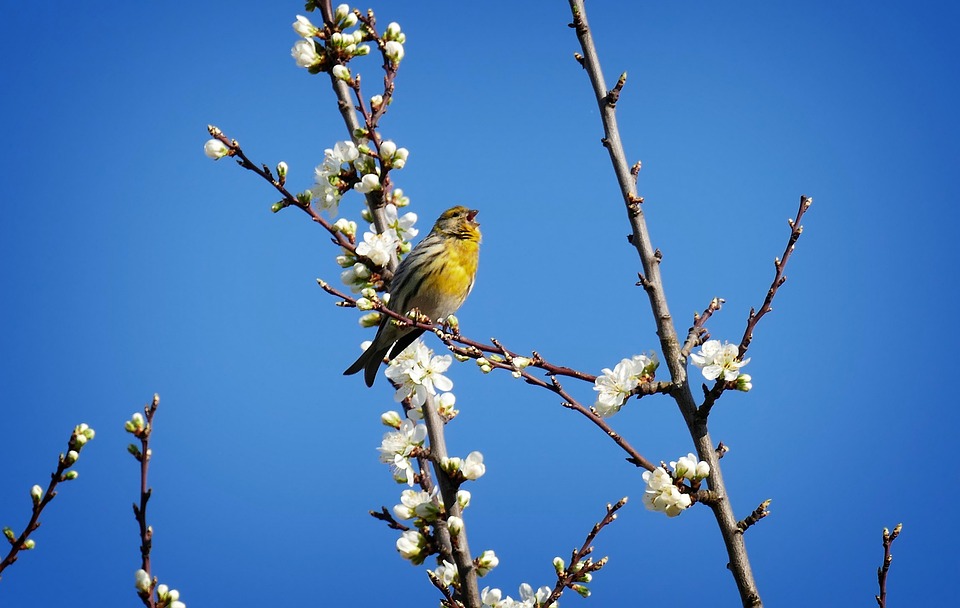 Songbird Blossoms Spring - Free photo on Pixabay