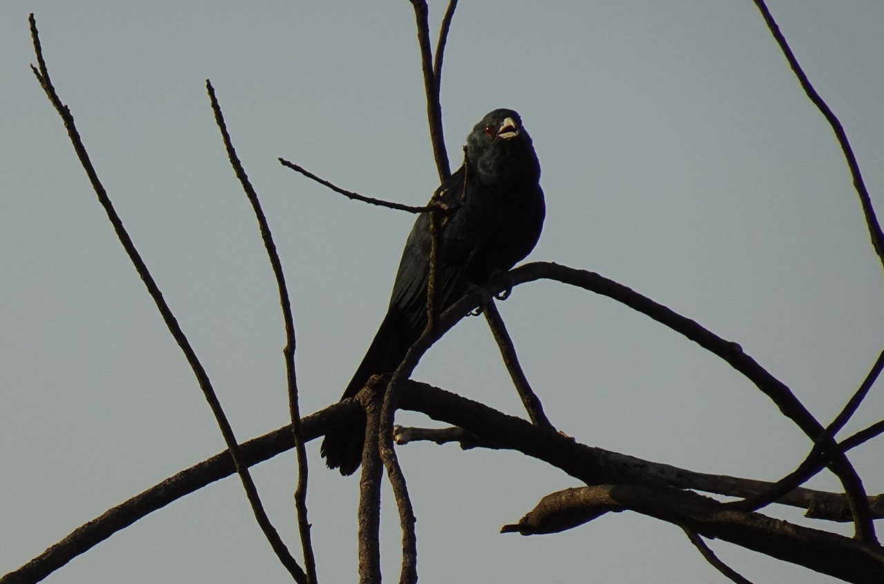 30,000+ Free Koel Bird & Bird Images - Pixabay