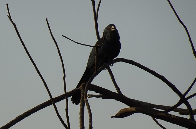 30,000+ Free Koel Bird & Bird Images - Pixabay