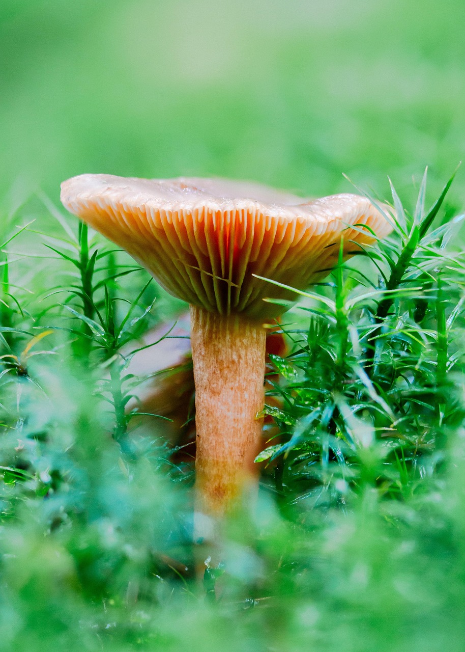 2,000+ Free Fungi & Nature Images - Pixabay