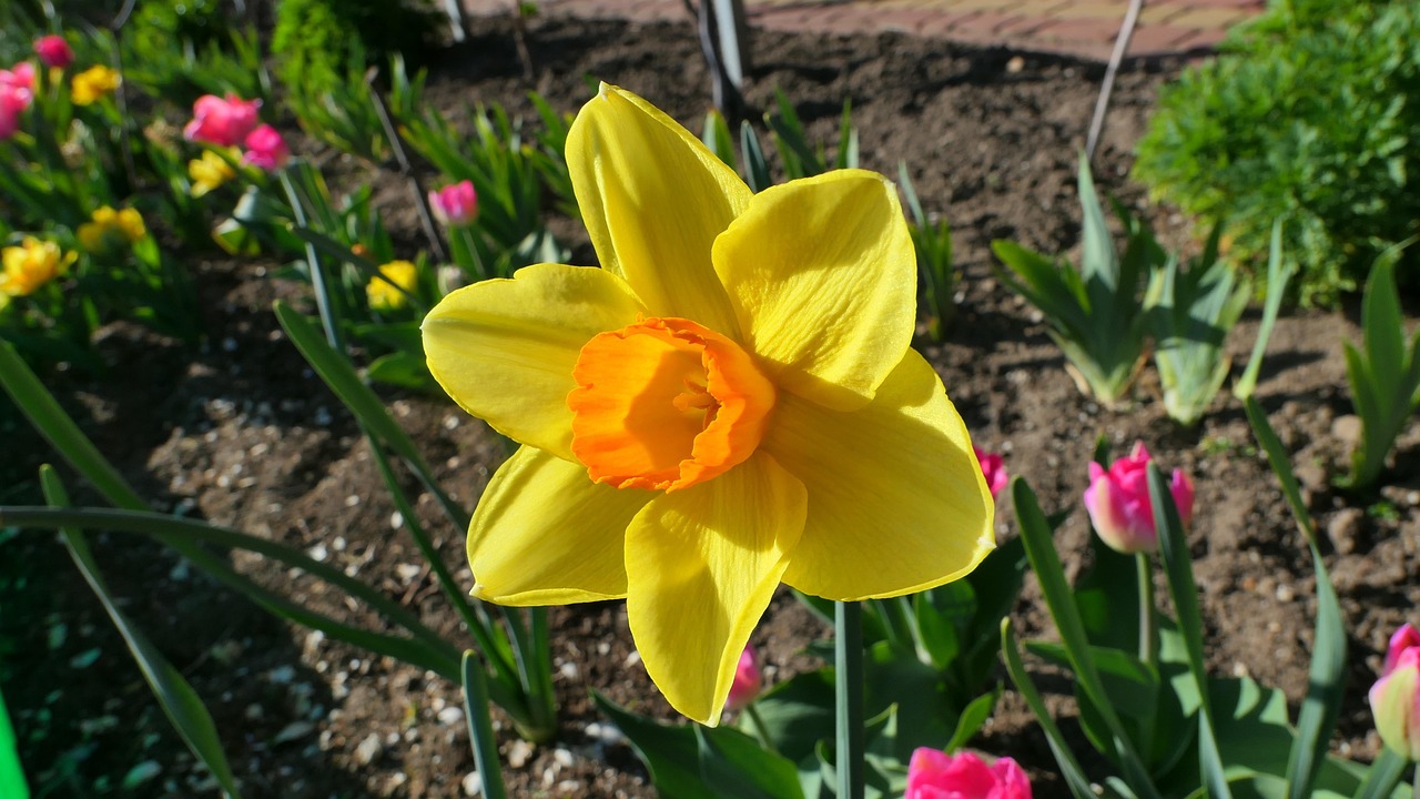 Jonquille Narcisse Fleur Le - Photo gratuite sur Pixabay - Pixabay