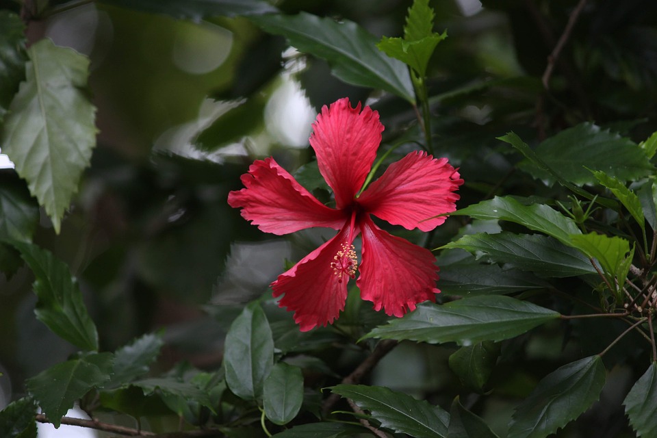 Bunga Alam Tanaman - Foto gratis di Pixabay - Pixabay