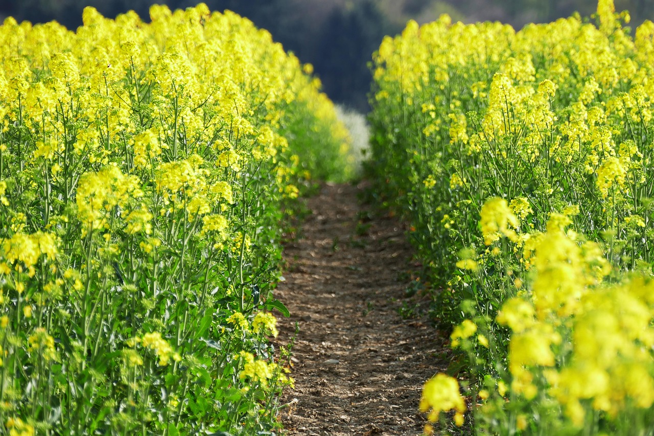 Field Of Rapeseeds Yellow Rapeseed - Free photo on Pixabay - Pixabay