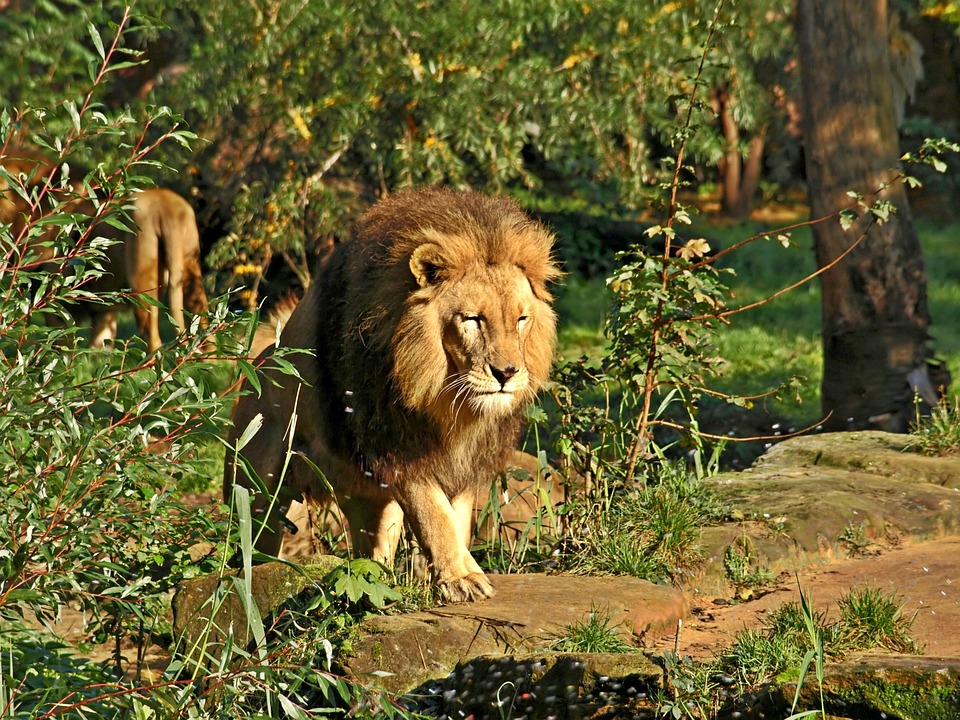 Lion Big Cat Predator - Free photo on Pixabay
