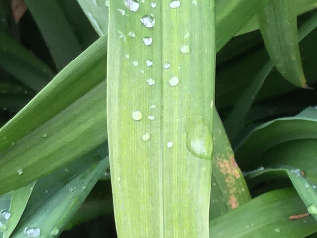 Aloe Vera Acqua Di Rugiada - Foto gratis su Pixabay - Pixabay